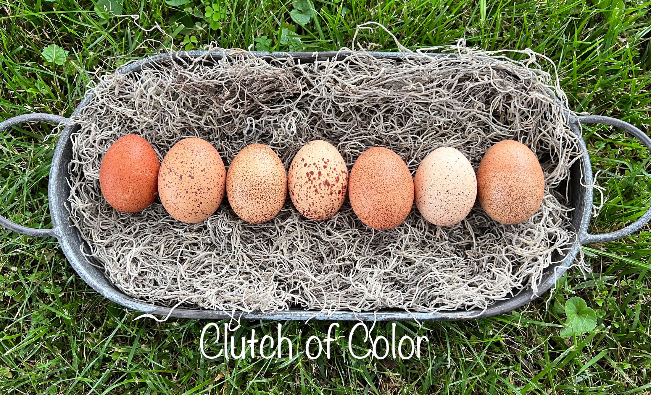 Welsummer Hatching Eggs- Includes shipping – ClutchOfColor